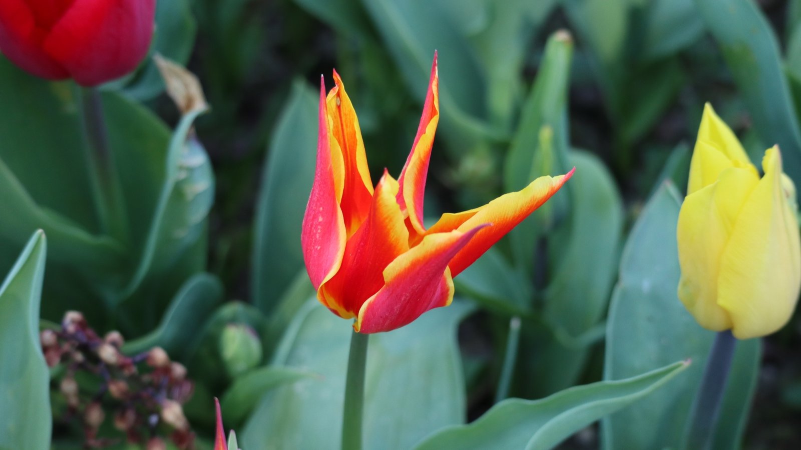 Última semana para ver a Floralia Brussels 2021 | Receita de Viagem